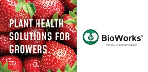 Tomato Ansal f1 might be a game-changer for Ugandan farmers