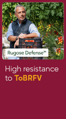 Tomato Ansal f1 might be a game-changer for Ugandan farmers