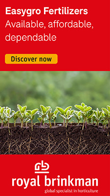 Tomato Ansal f1 might be a game-changer for Ugandan farmers