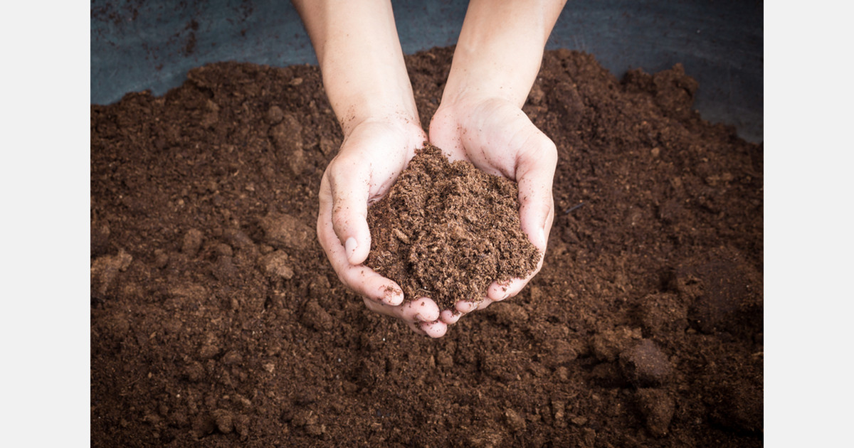 Comparing heat-treated and untreated vermicompost as a peat substitute