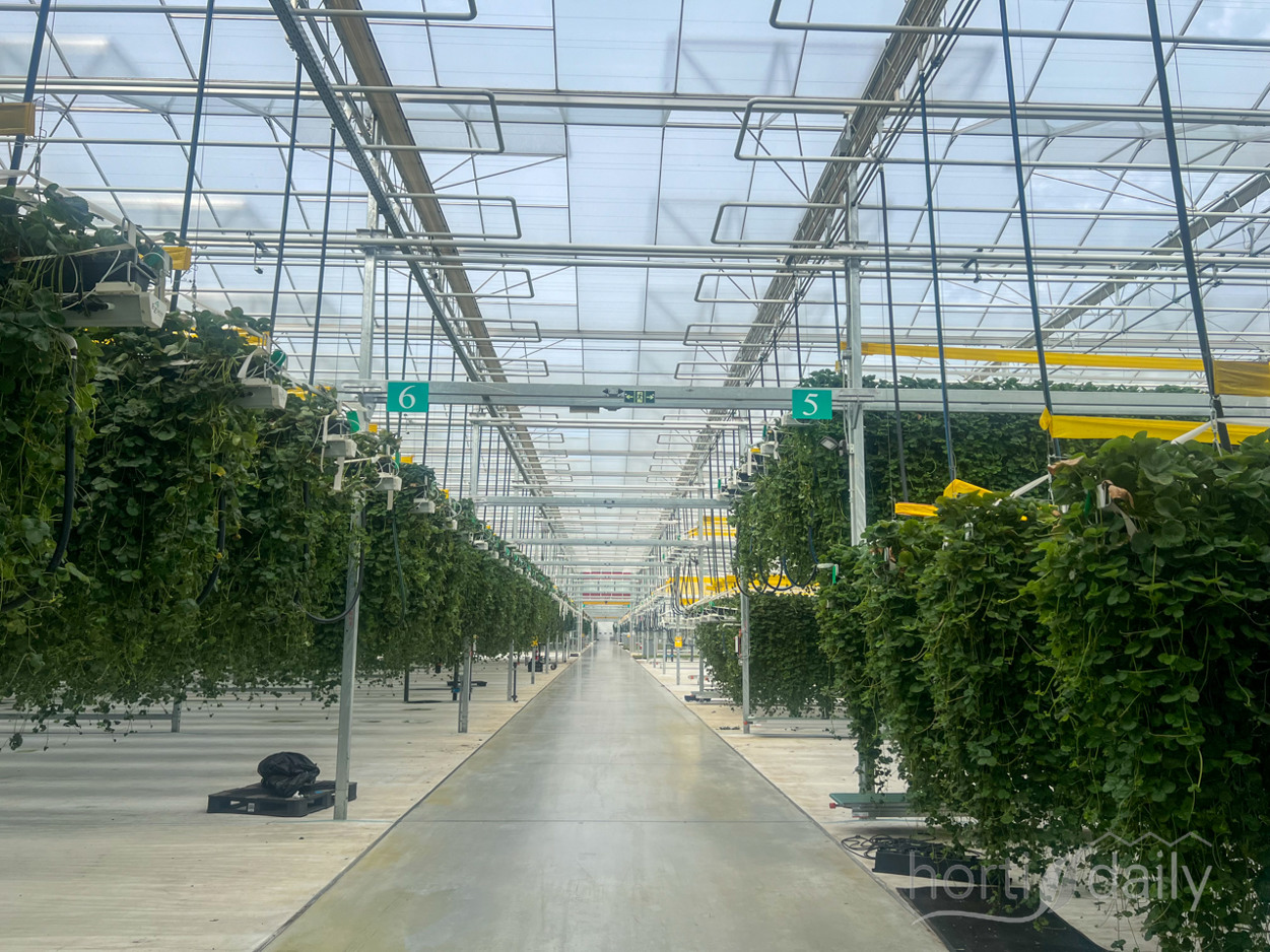 EZ Grow Farms opens high-tech strawberry propagation facility