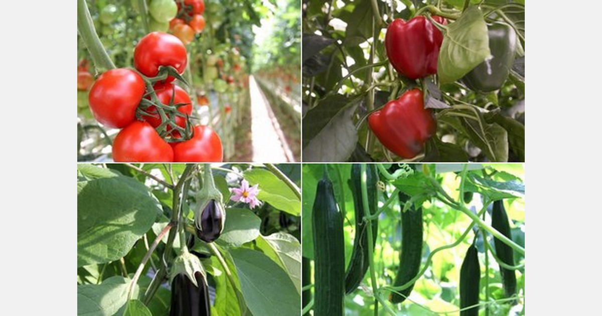 “Belgium greenhouse vegetables compete with production from the South”