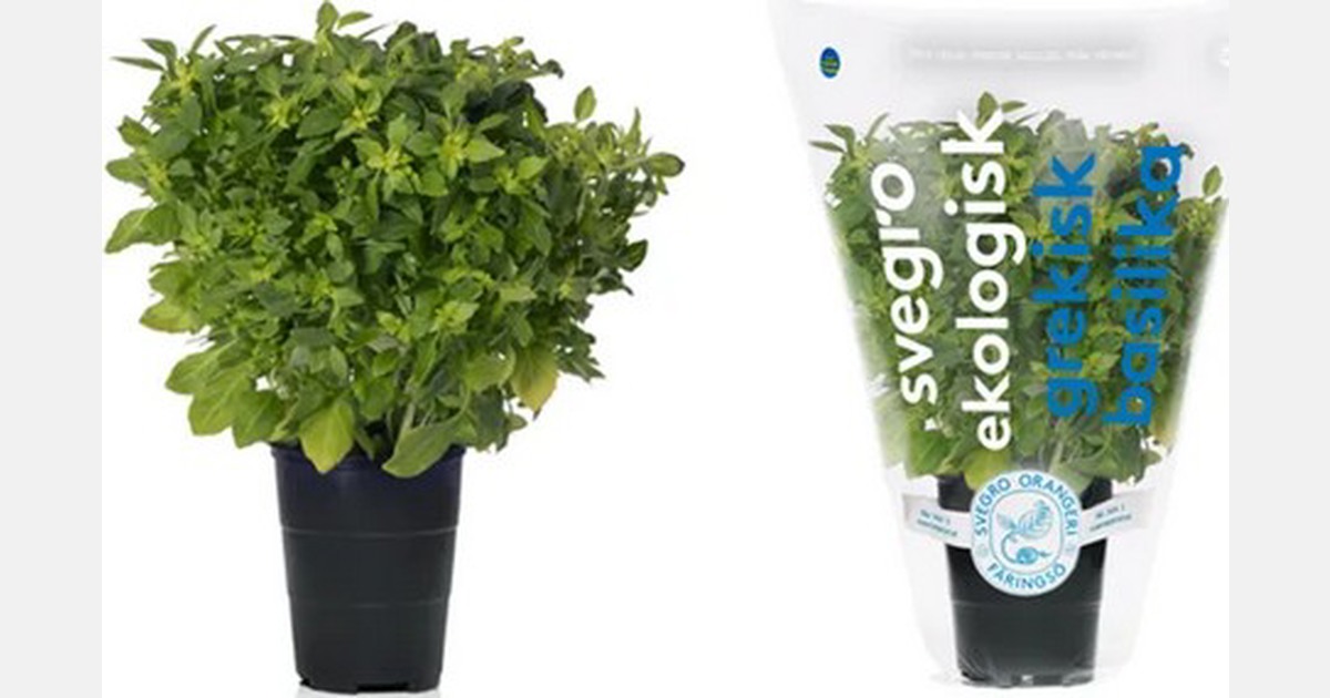 Svegro brings Greek basil to Sweden