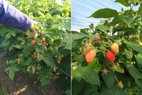 American raspberry varieties gets selected by European customers