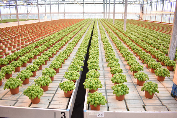 Vertical farming - new? "We've been growing chives like this for 30 years"