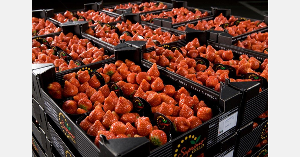 "Spring was generally excellent for Dutch strawberry growers"