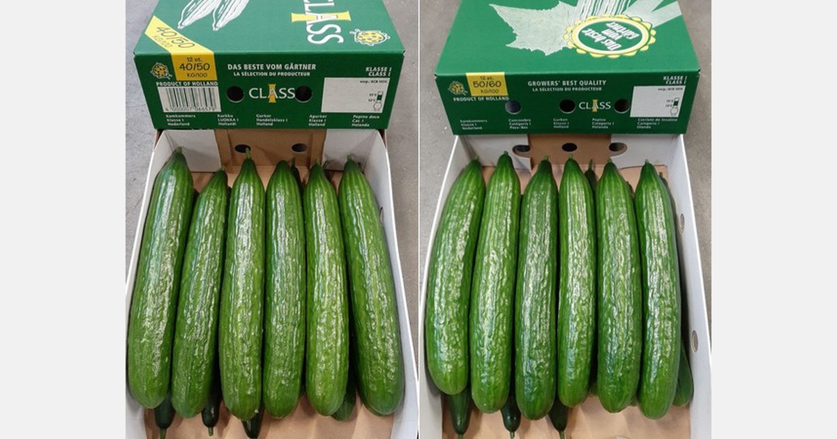 First Dutch cucumbers at Witkamp