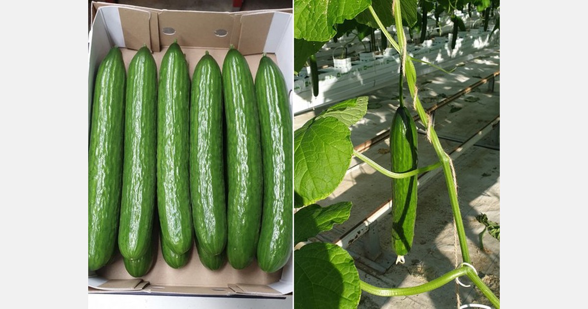 The first Dutch cucumbers at Valstar