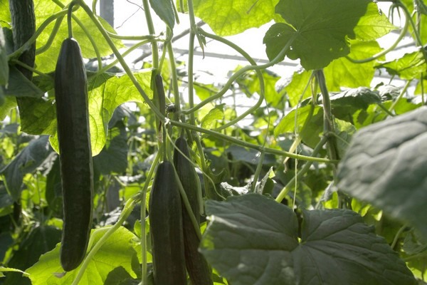 "Cucumbers had a good season, so more tomato growers have switched to them"