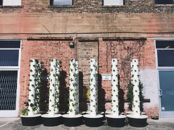 "The plant tower is a mini-vertical farm for the cultivation of herbs ...