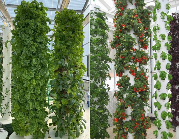 "The plant tower is a mini-vertical farm for the cultivation of herbs ...