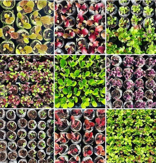 "The plant tower is a mini-vertical farm for the cultivation of herbs ...