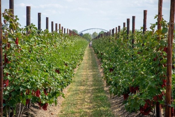 james hutton limited