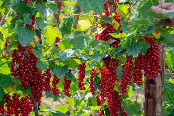 james hutton limited