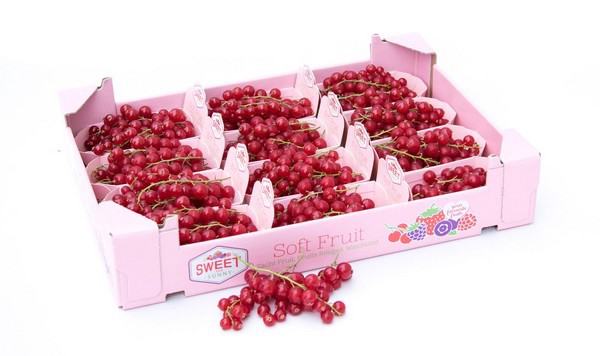 james hutton limited