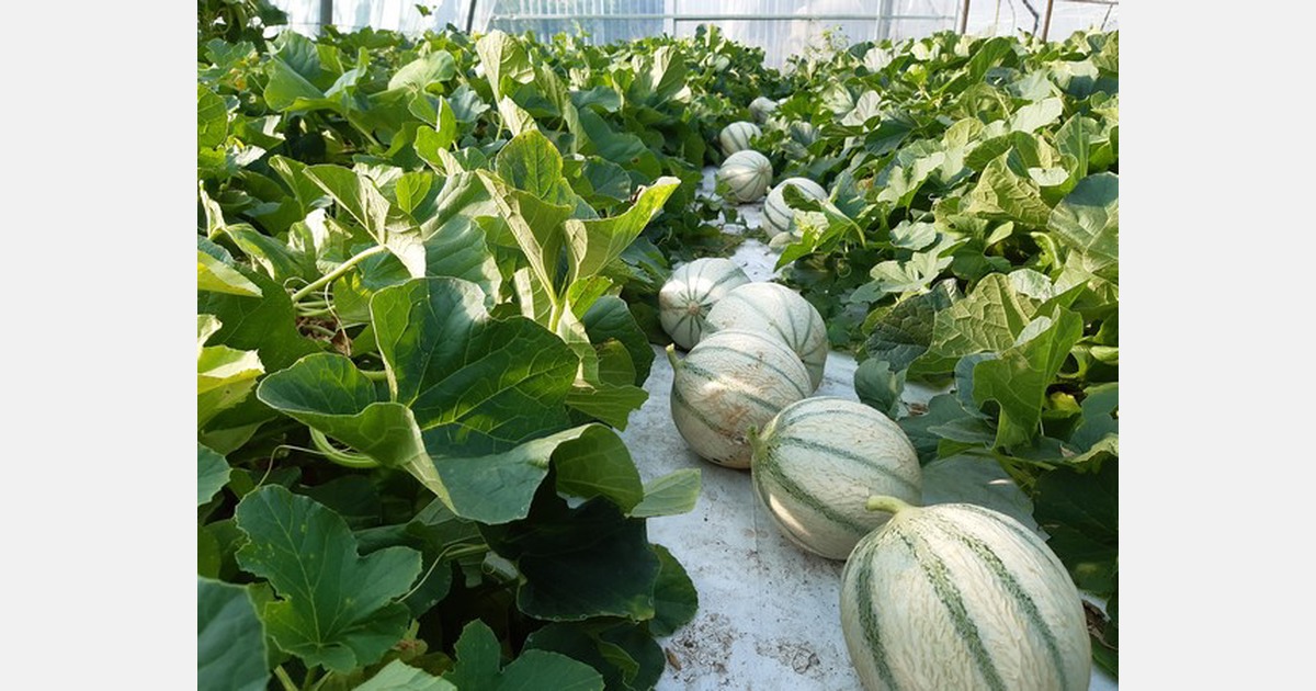 “Warm summers, new cultivation methods and varieties offer chances for ...