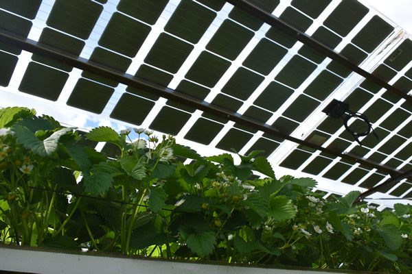 Dutch grower places solar panels over strawberries
