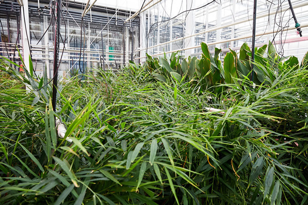 "Greenhouse ginger has a stronger flavor than imported ginger"