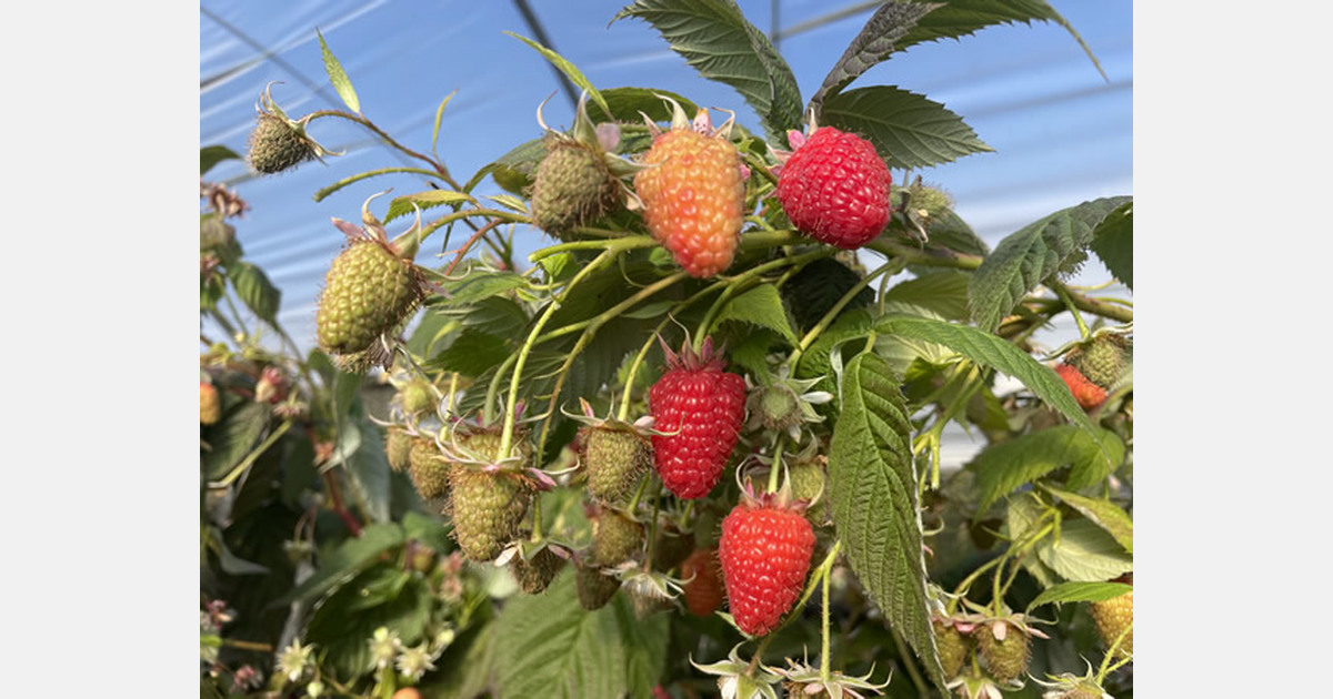 "Spanish raspberry cultivation increasingly moving to Morocco"