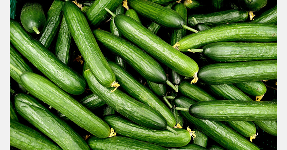 High prices expected as Dutch cucumber season starts