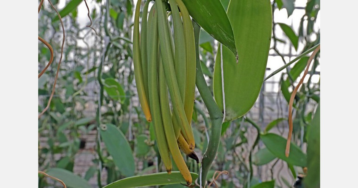 Green greenhouse grown vanilla