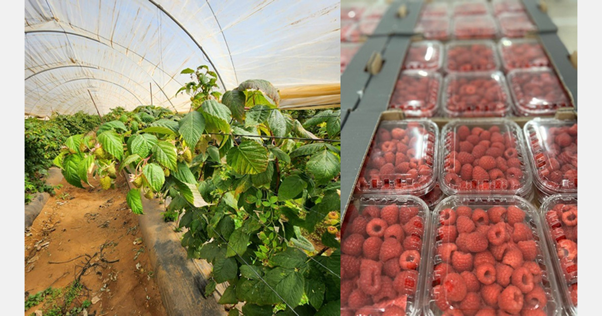 "I have never experienced such high prices for Moroccan raspberries before"