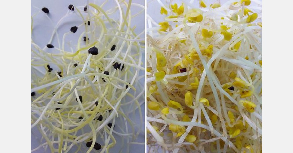 "Sprout demand automatically rises as more parties are organized"