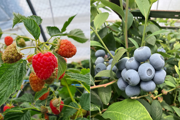Four new berry varieties introduced