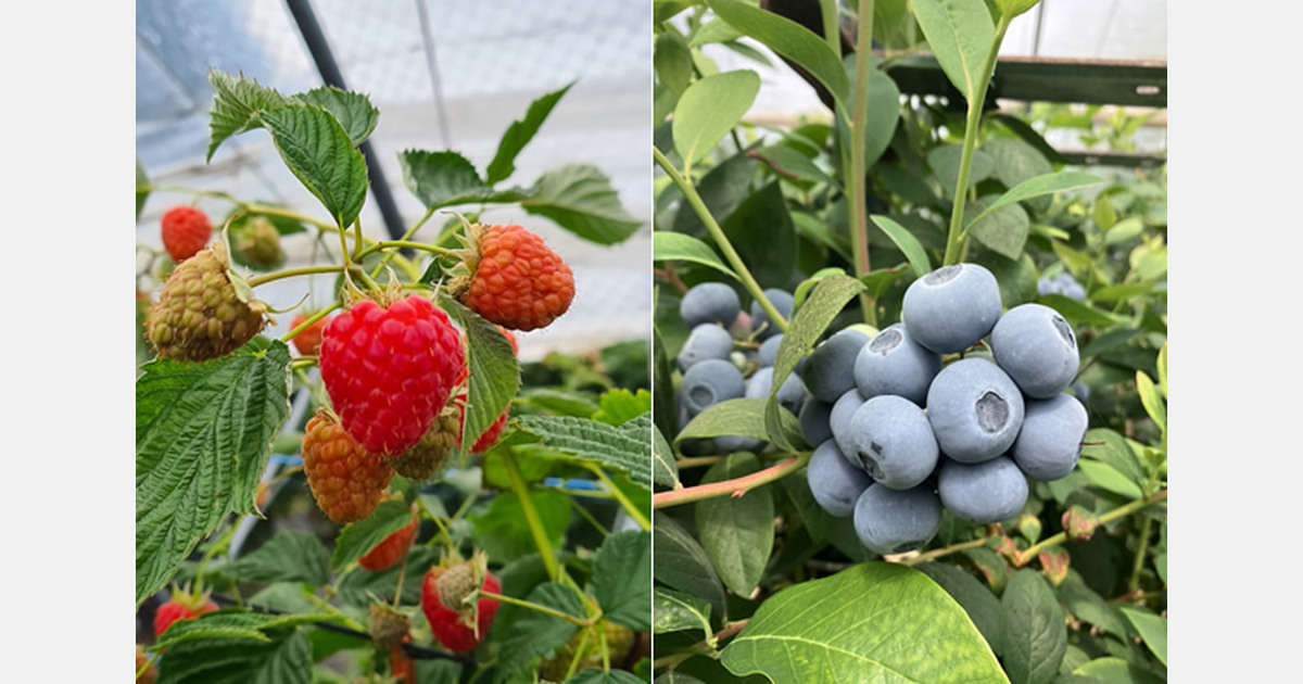 Four new berry varieties introduced