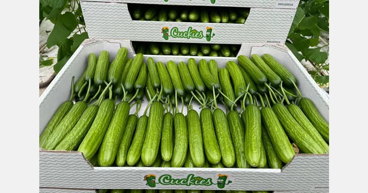 "Strong start for Dutch mini cucumbers, slight dip in pepper sales due ...