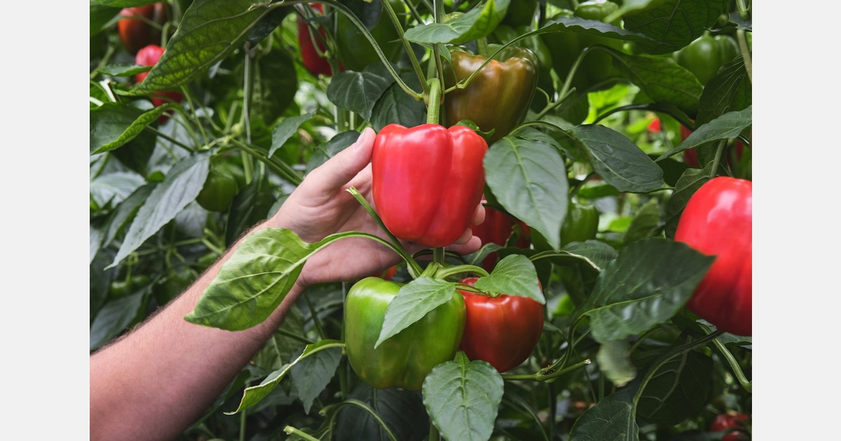 NL: "Successful year for our pepper growers, despite cultivation ...