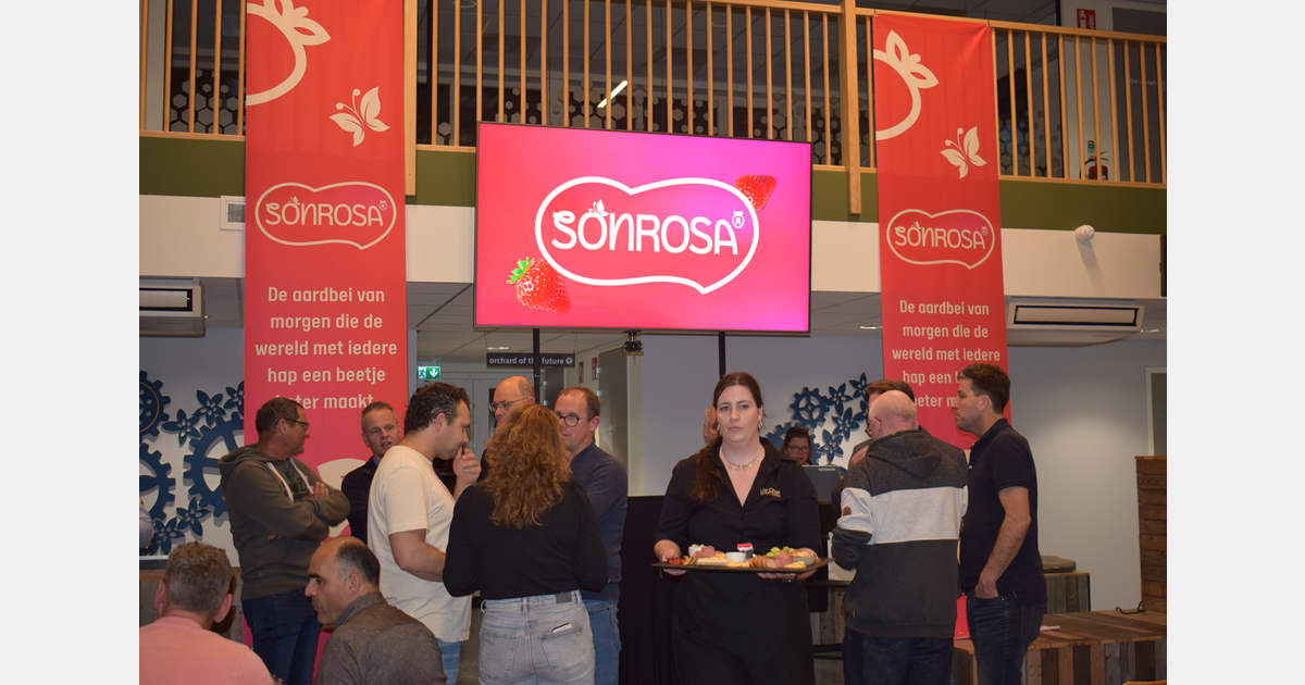 'Supersonic' strawberry ready for market