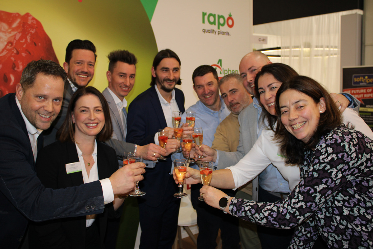 New premium strawberry variety Bachata to be marketed through Angus ...