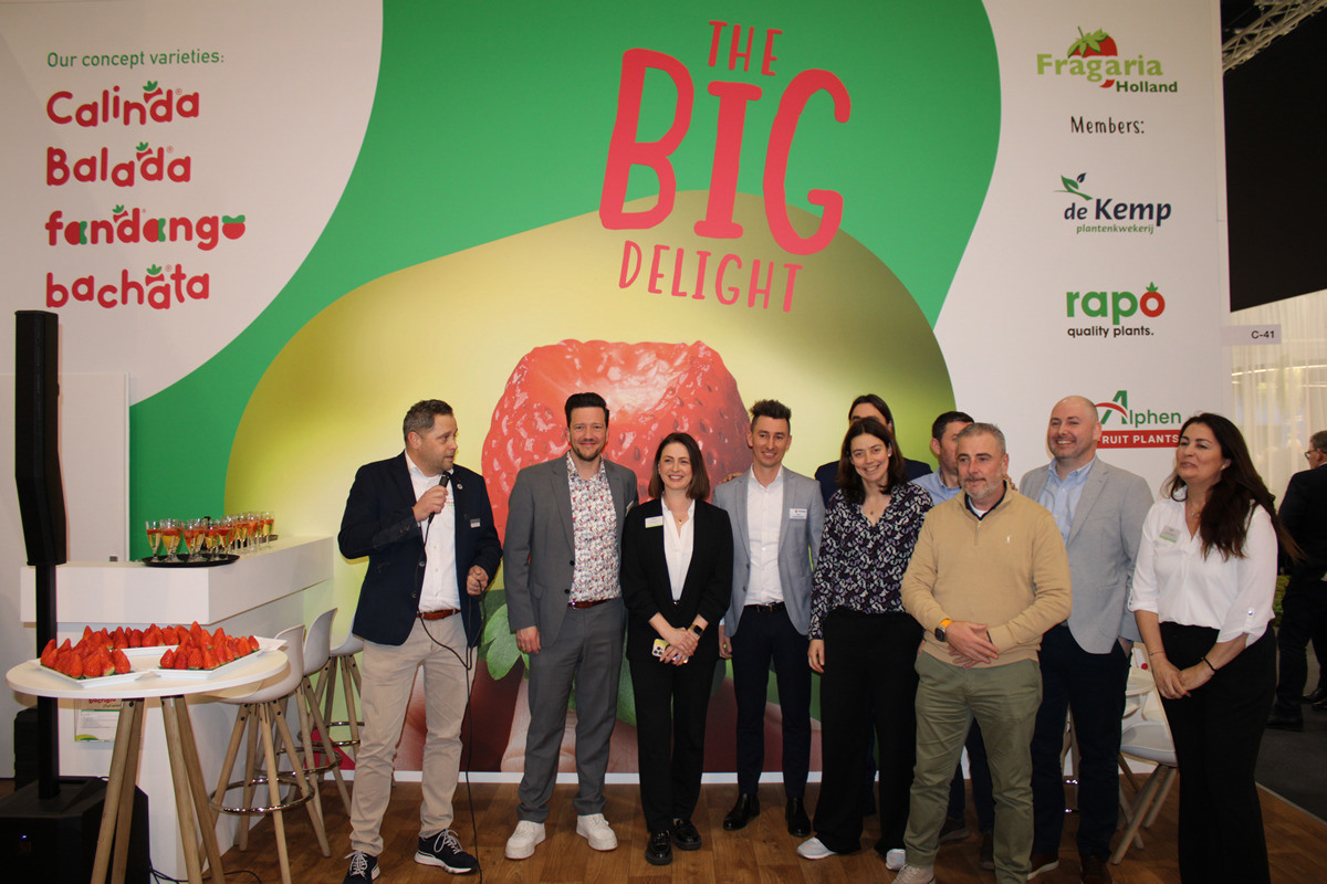 New premium strawberry variety Bachata to be marketed through Angus ...