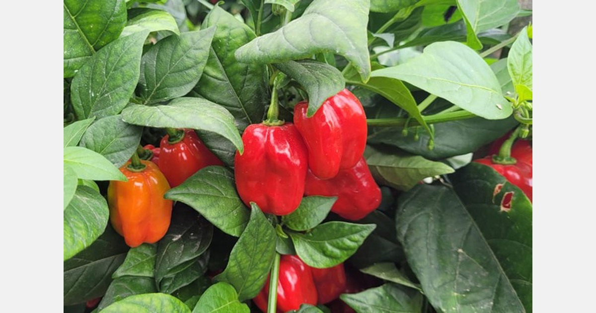 "Spanish pepper availability challenges increase toward the end of the ...