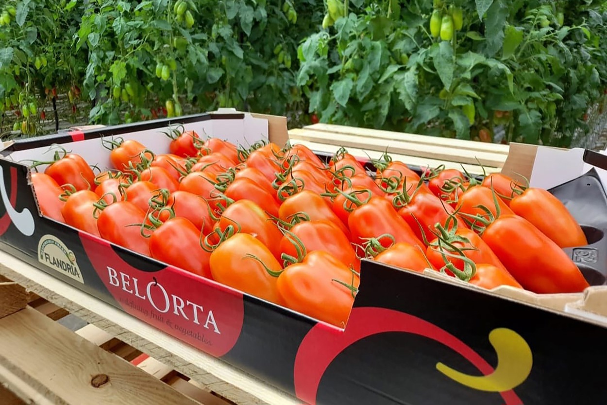 First Belgian San Marzano tomatoes of the season sold