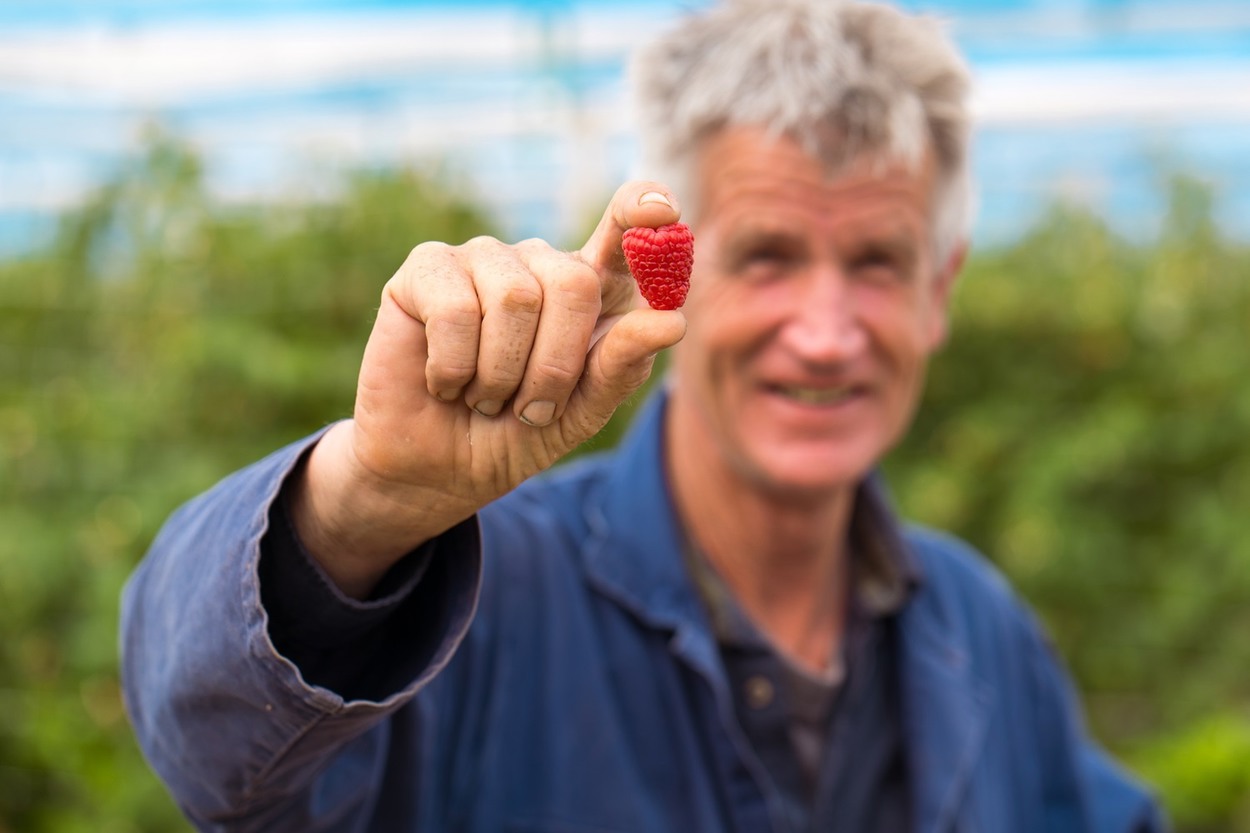 "Solar panels above raspberries ideal against heat and rain damage"