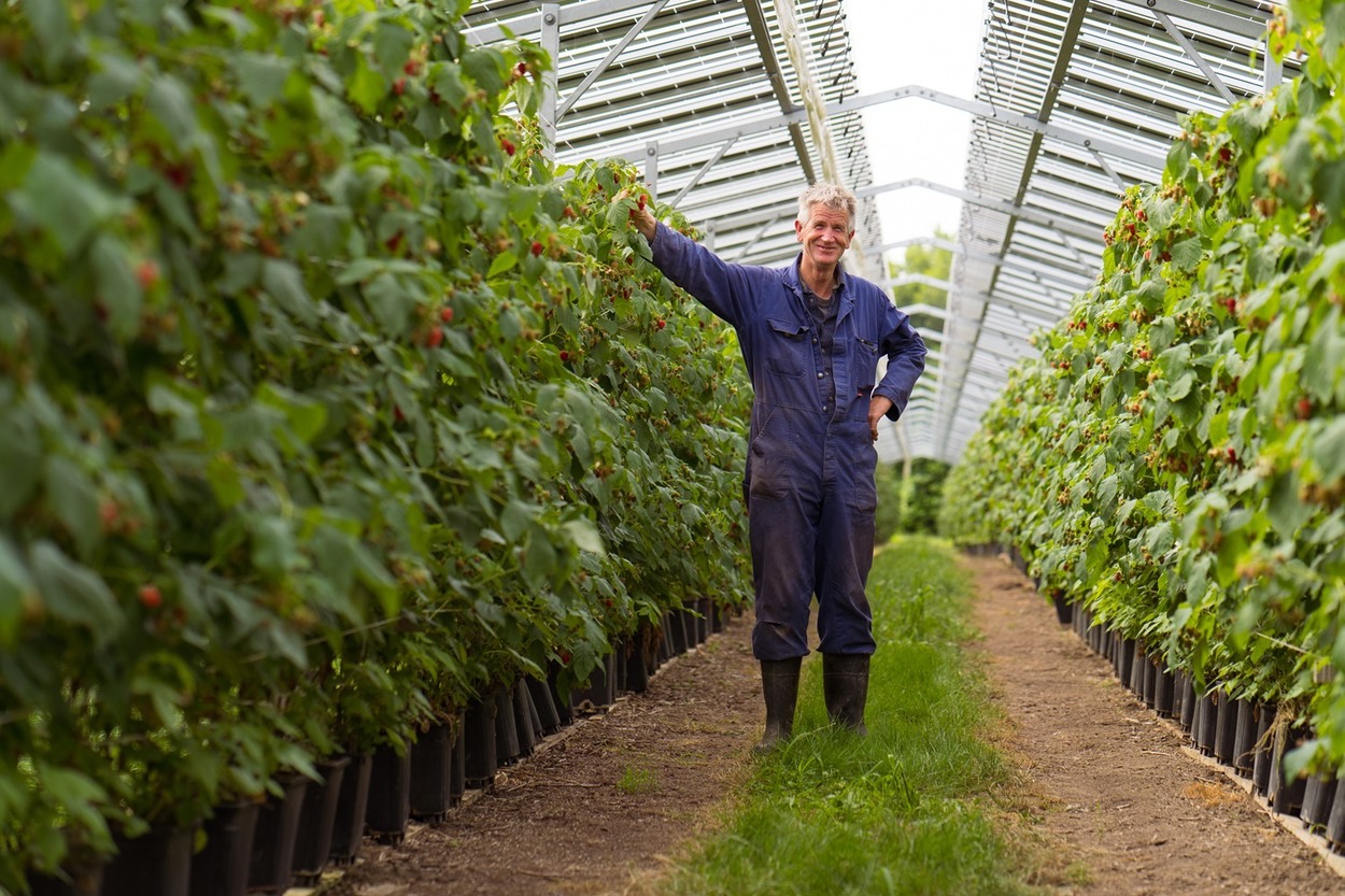 "Solar panels above raspberries ideal against heat and rain damage"
