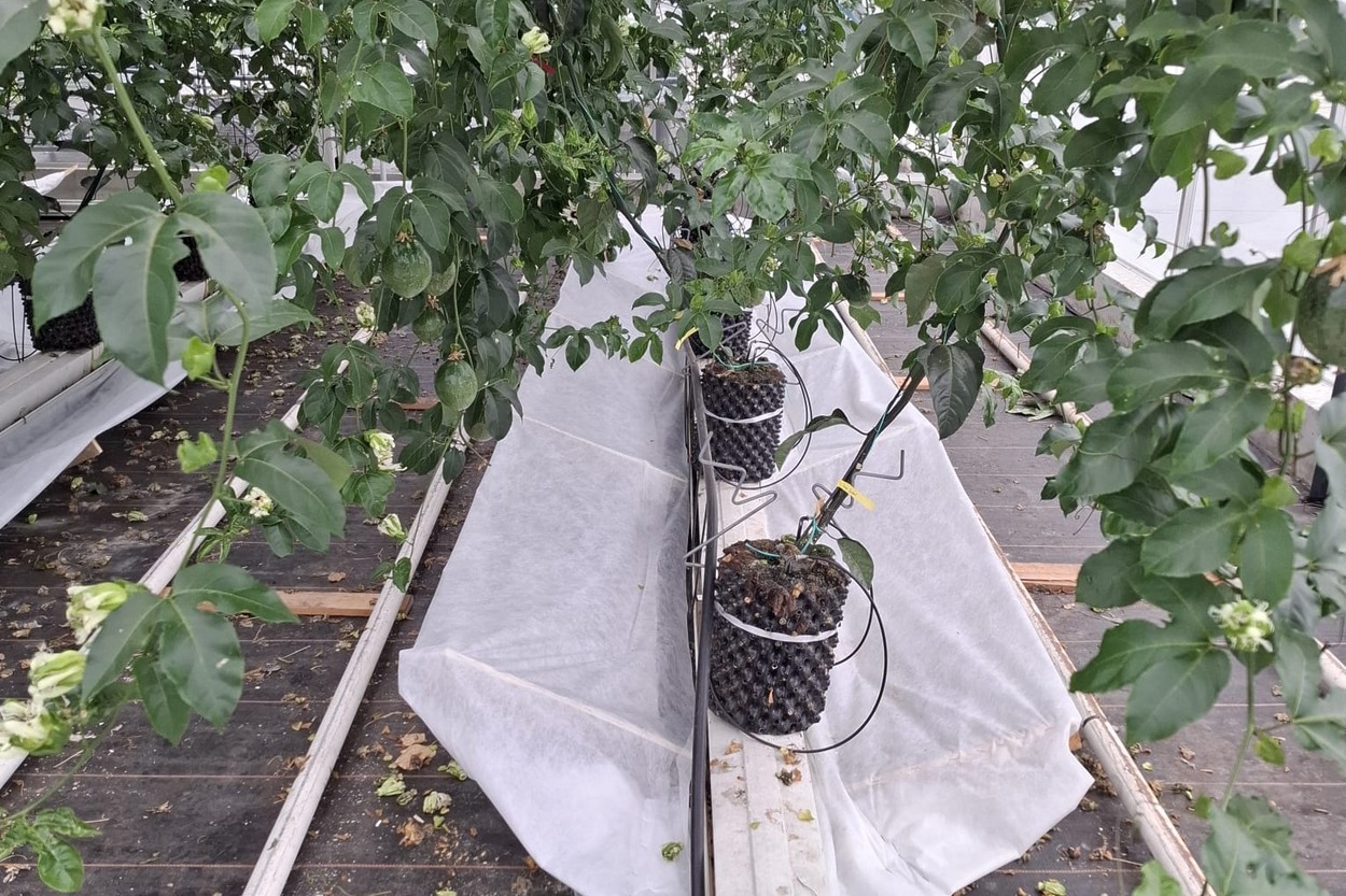 “We expect local passion fruit to be distinctive”