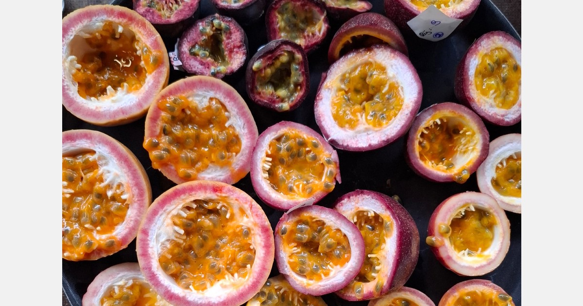 “We expect local passion fruit to be distinctive”