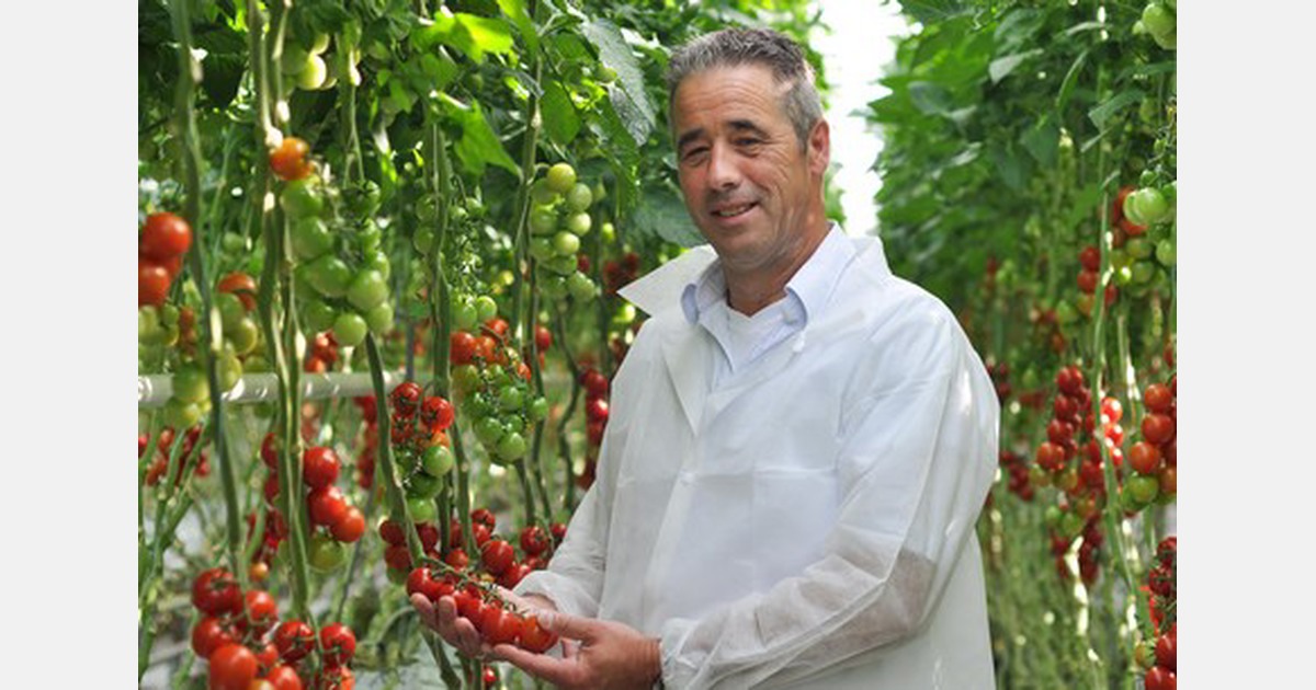 Dutch Trial Center Tomato of Rijk Zwaan in full production