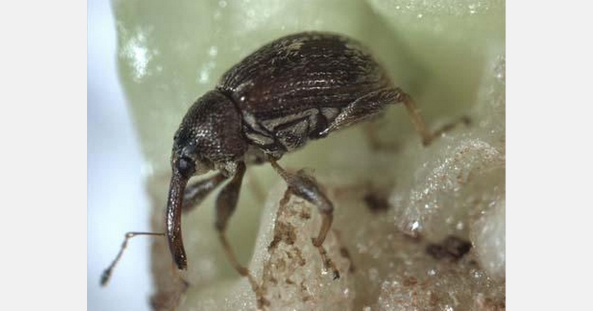 Netherlands: Pepper Weevil-beetle big obstacle for pepper growers