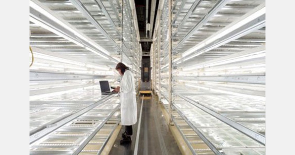 Fern producer has worldwide success with sustainable propagation system ...