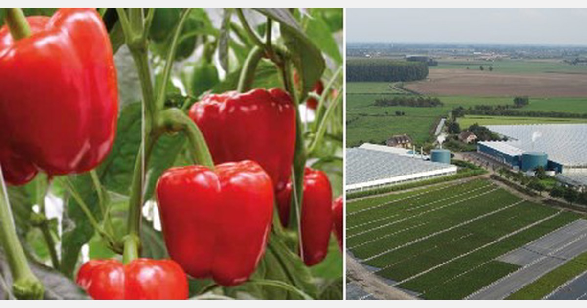 "Strong but controlled crop"