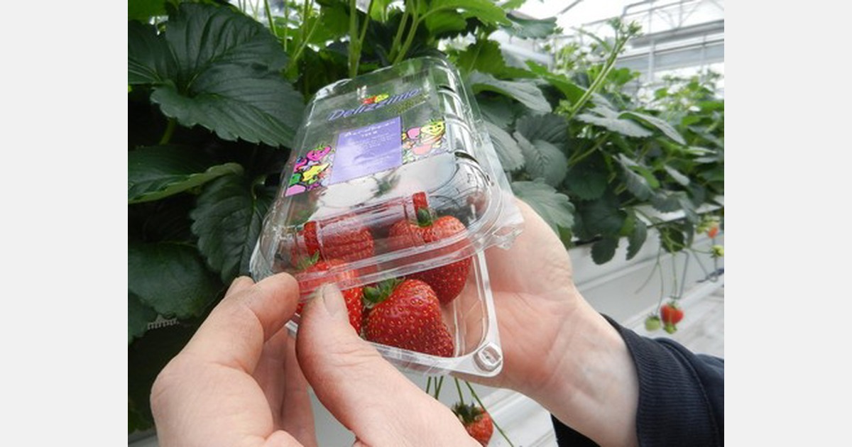 First Dutch strawberries harvested in Demo Nursery