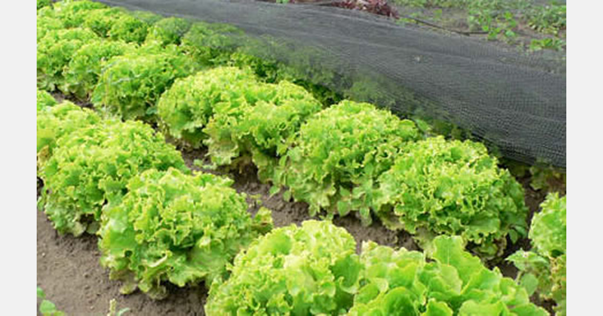 Supply of German head lettuce remains manageable