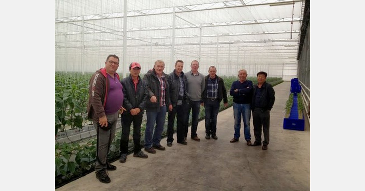 Dutch crop consultants serve growers all over the world