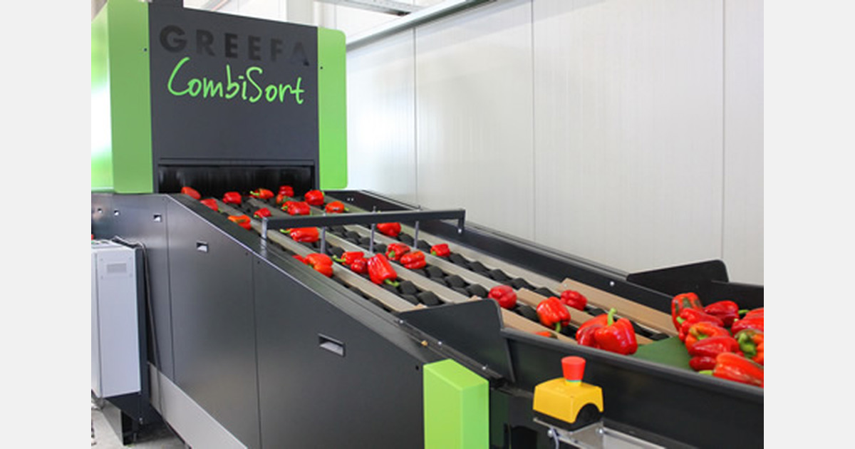 Greefa CombiSort sorts peppers on size and weight