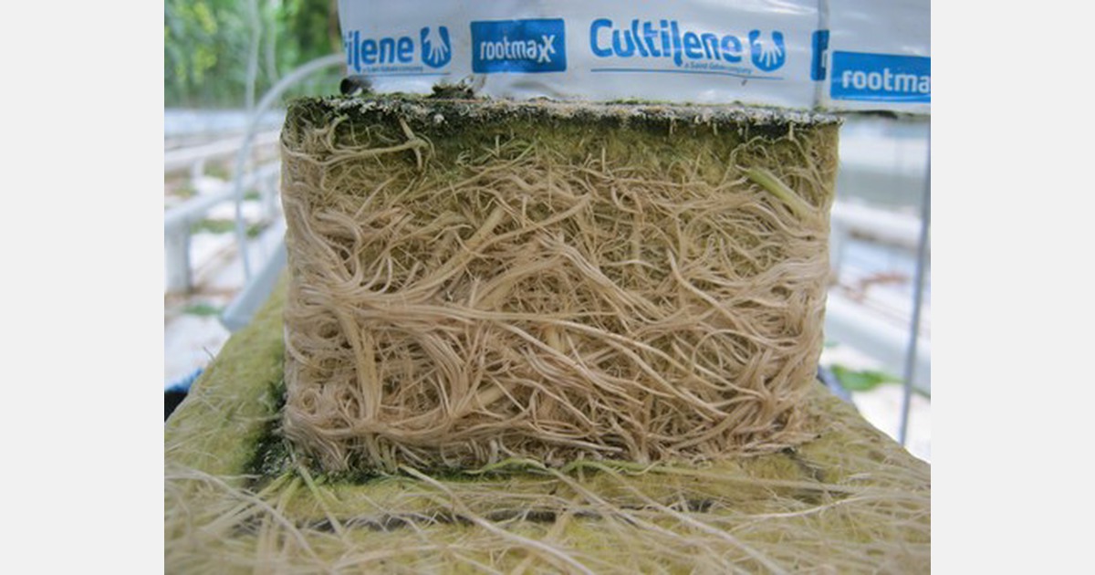 Better control of Crazy Roots with new bioreactor
