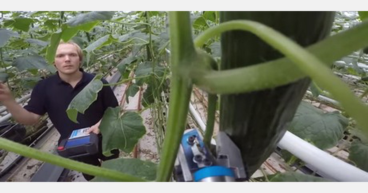 "Cucumber picker available within two years"